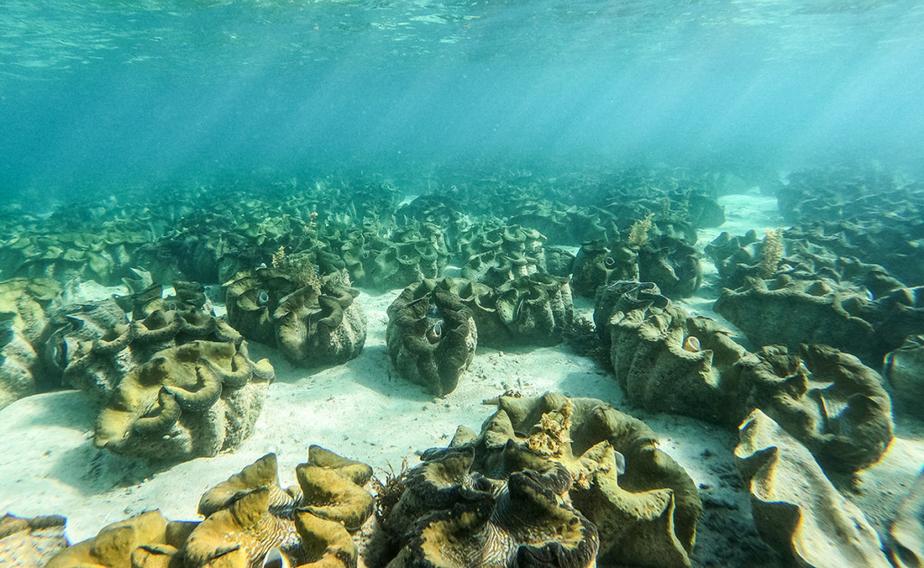 WHAT IS THE LARGEST SHELL IN THE WORLD? – Le Forum Mondial de la Mer