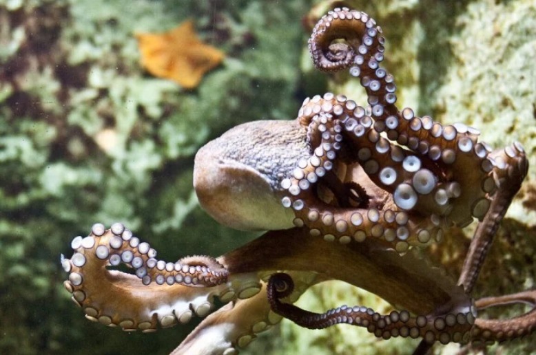Ocean warming disrupts the vision of octopuses – Le Forum Mondial de la Mer