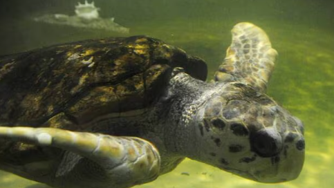 The incredible story of Jorge the turtle, who swam back home after 40 ...