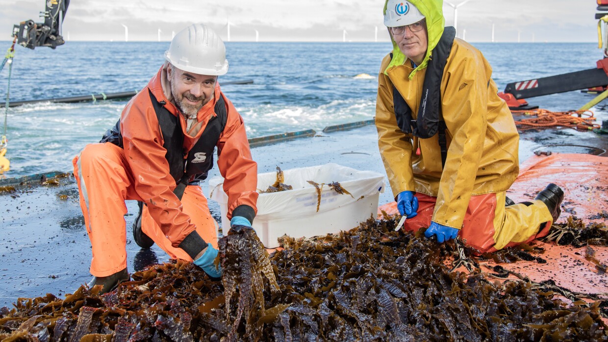 First Harvest at North Sea Farm 1, an Innovative Offshore Aquaculture ...